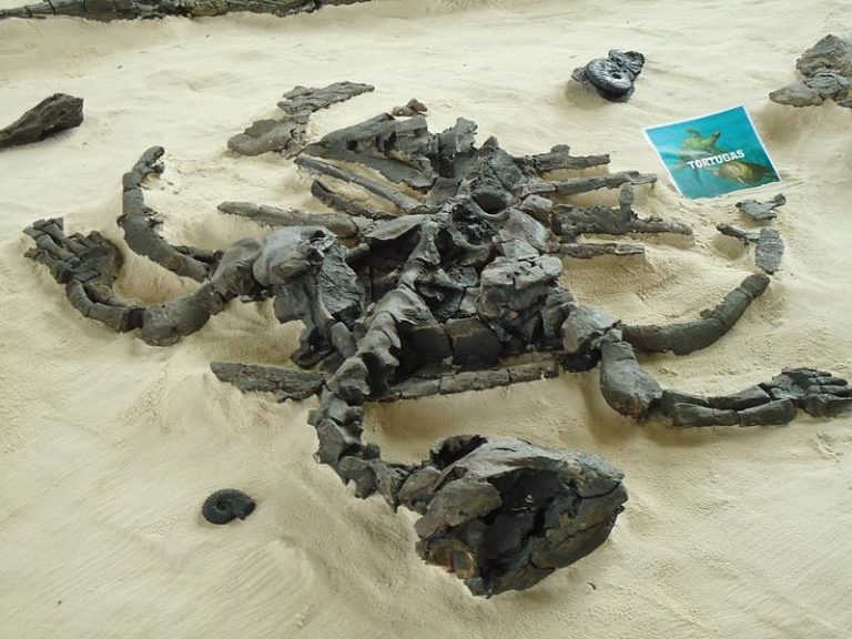 The Paja Formation: An ecosystem of monsters - Ars Technica