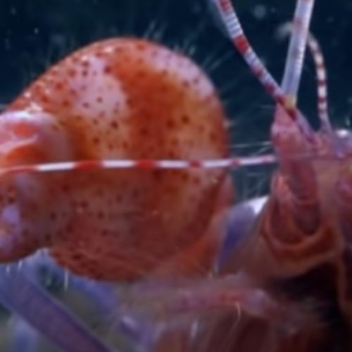 Tag: snapping shrimp - Ars Technica