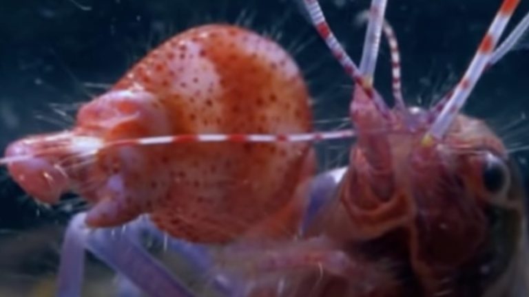 These juvenile snapping shrimp have the fastest claws in the sea - Ars ...