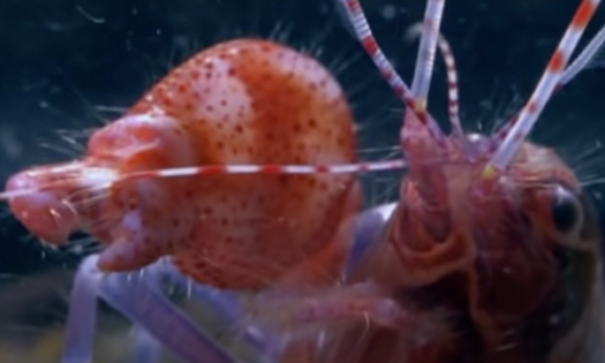 These juvenile snapping shrimp have the fastest claws in the sea - Ars ...