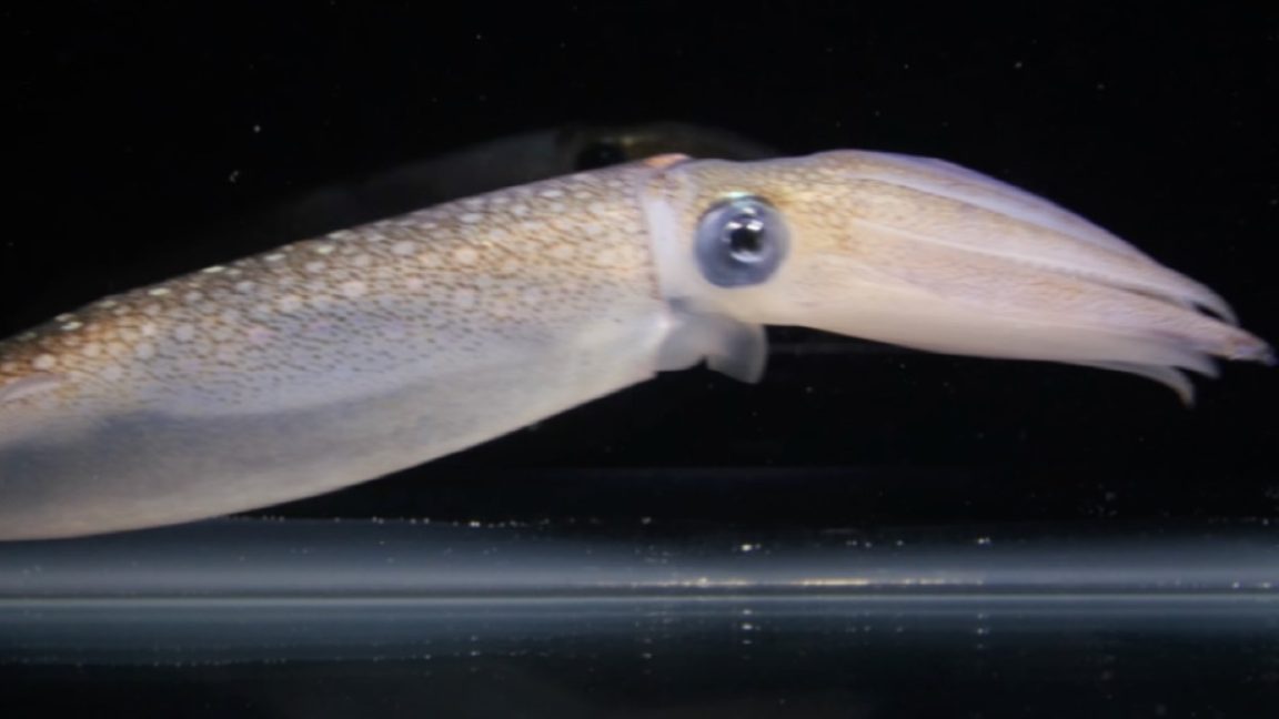 Human cells hacked to act like squid skin cells could unlock key to ...