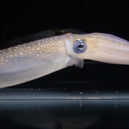 Tag: leucophores - Ars Technica