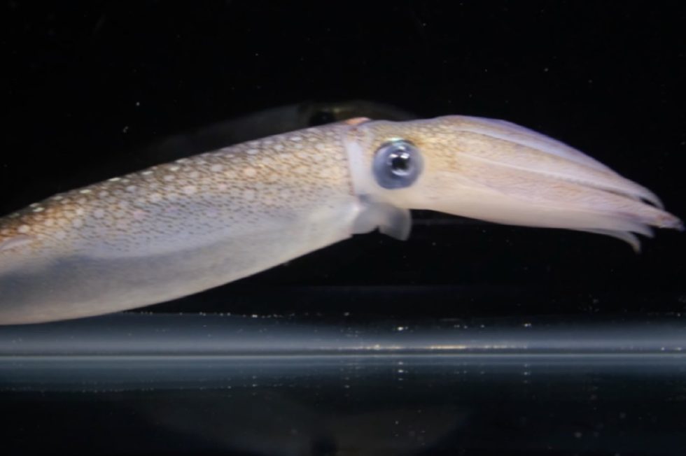 Human cells hacked to act like squid skin cells could unlock key to ...