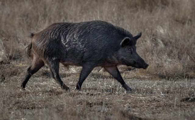 Feral hogs are the invasive menace you’ve never thought about - Ars ...