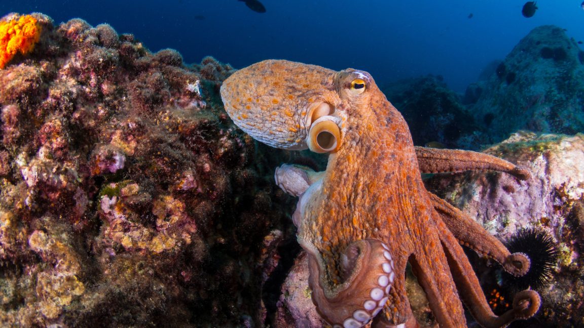 We’re one step closer to reading an octopus’s mind - Ars Technica