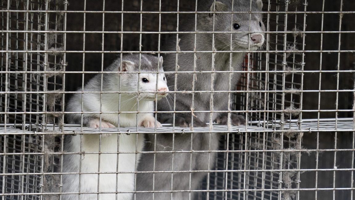 Weird SARS-CoV-2 outbreak in mink suggests hidden source of virus in ...