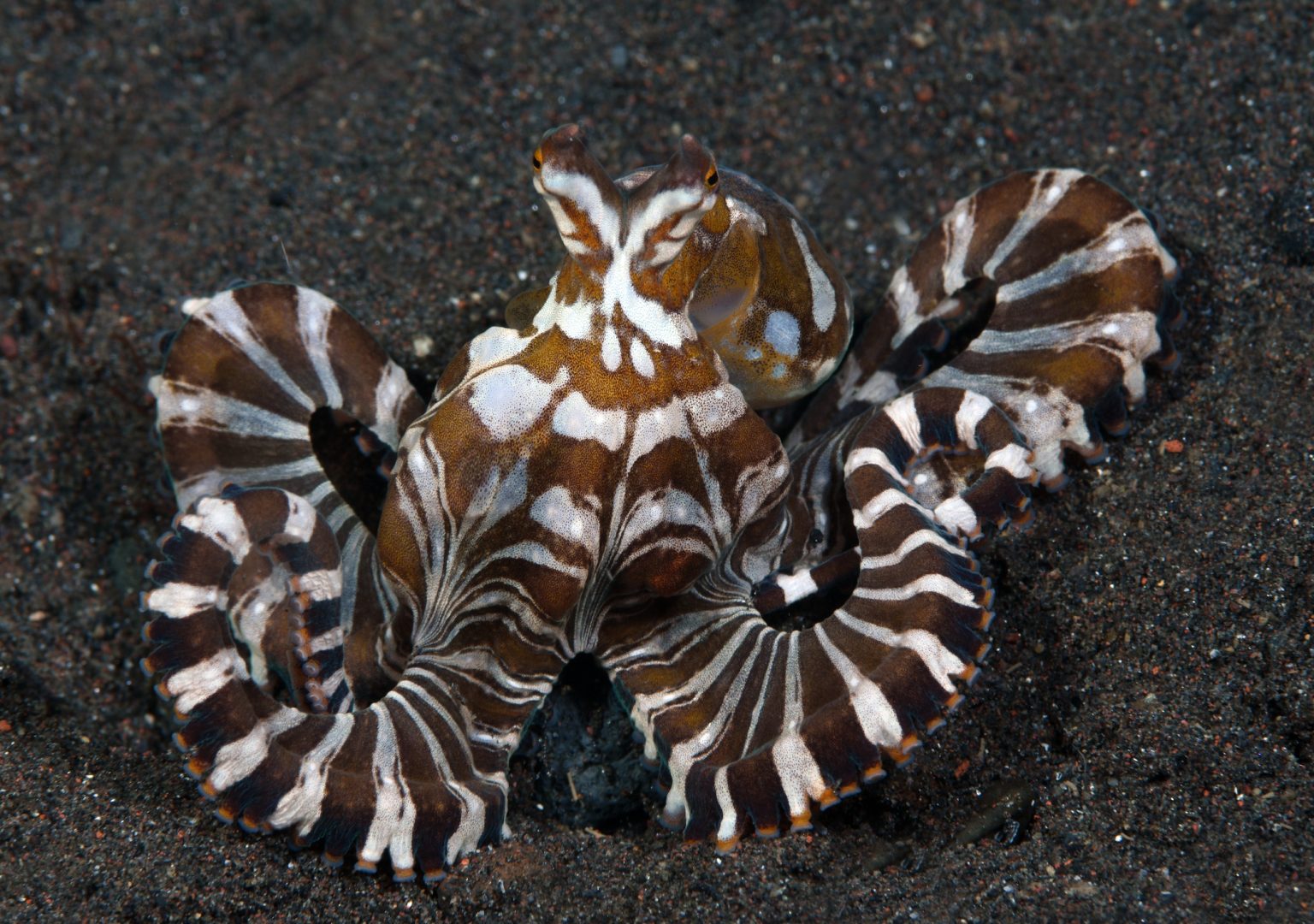 An octopus’s stripes can act as a unique ID - Ars Technica
