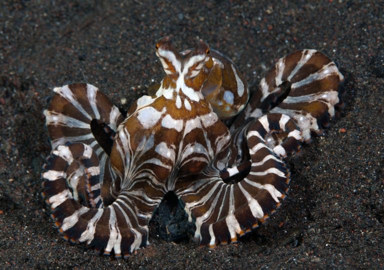 An octopus’s stripes can act as a unique ID - Ars Technica