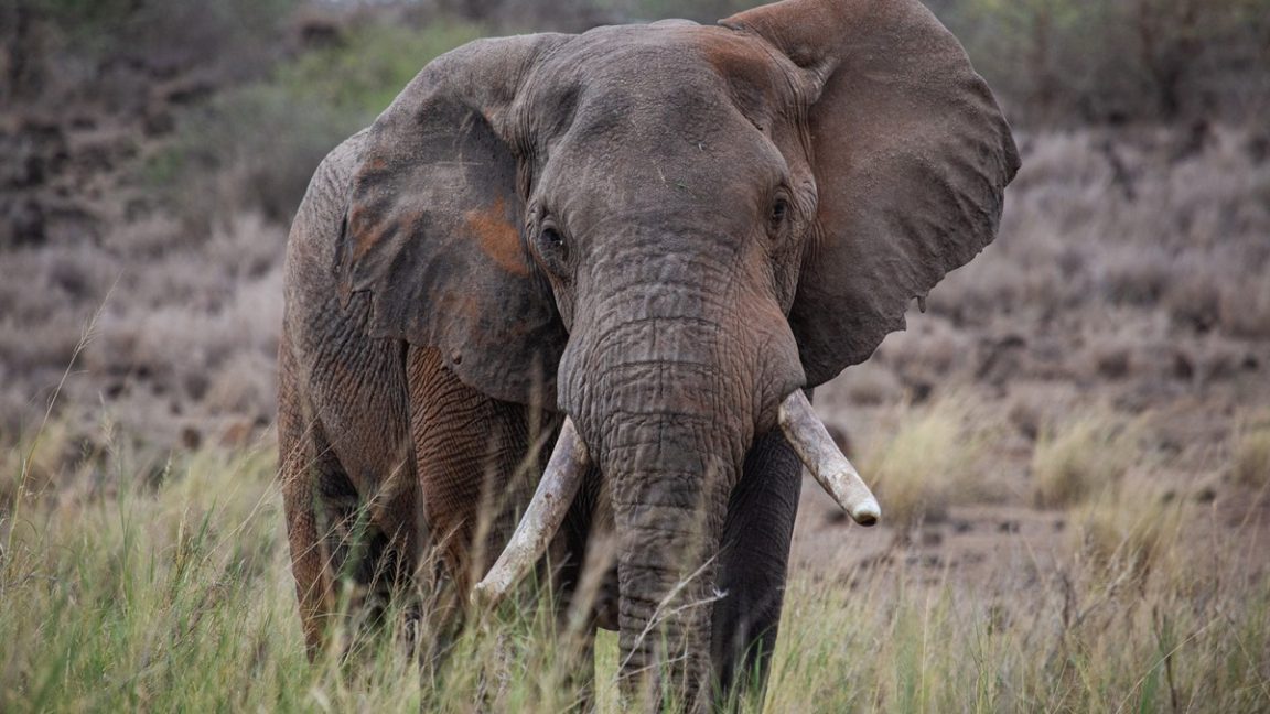 Secrets of the Elephants series reveals a unique, dynamic animal ...