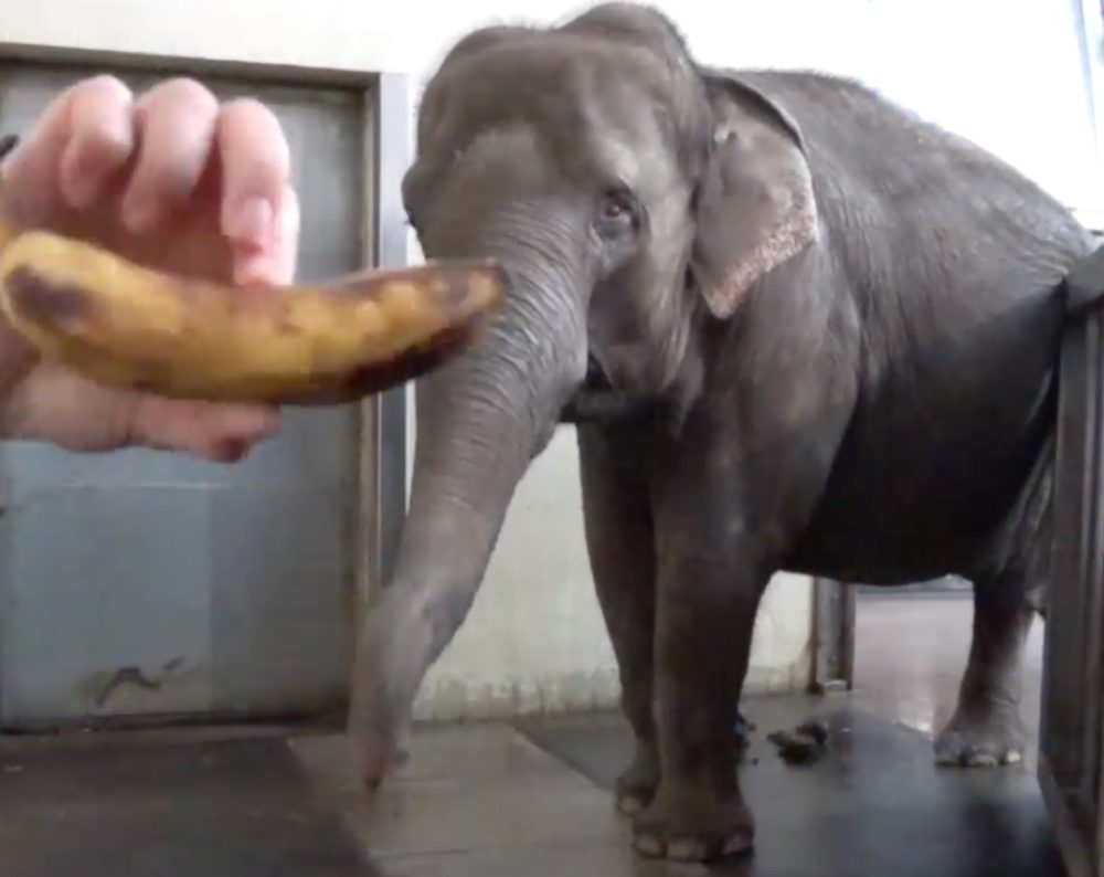 Pang Pha, the Asian elephant, taught herself how to peel a banana - Ars ...