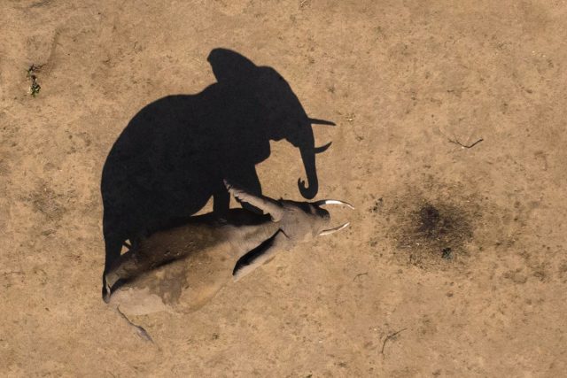 Secrets of the Elephants series reveals a unique, dynamic animal ...