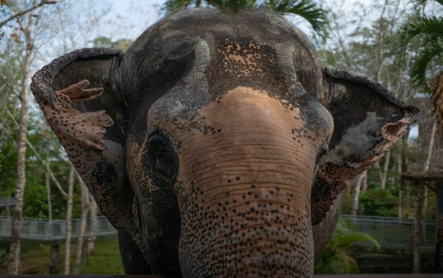 Secrets of the Elephants series reveals a unique, dynamic animal ...