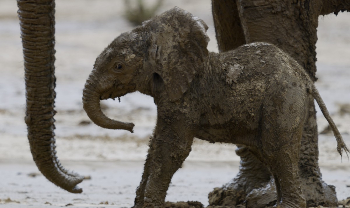 Secrets of the Elephants series reveals a unique, dynamic animal ...