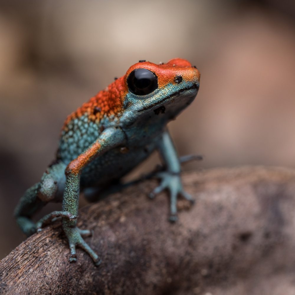 Tag: poison dart frogs - Ars Technica