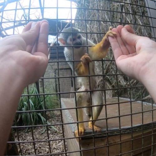 Tag: animal anatomy - Ars Technica