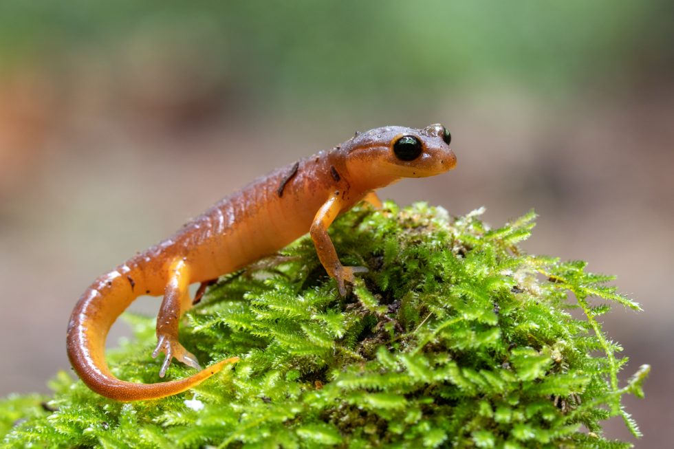 Mysteries of the poisonous amphibians - Ars Technica