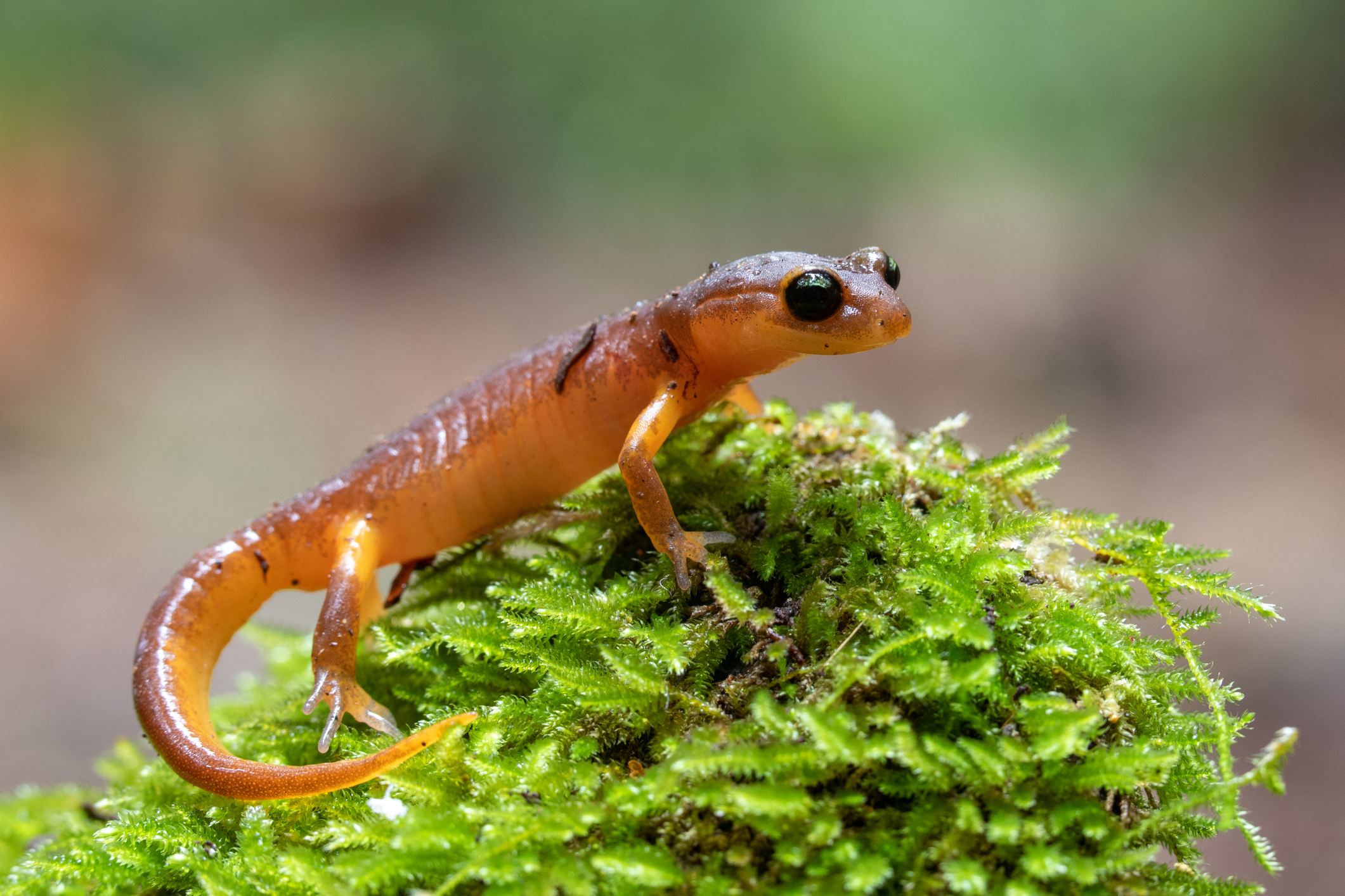 Amphibians Newts