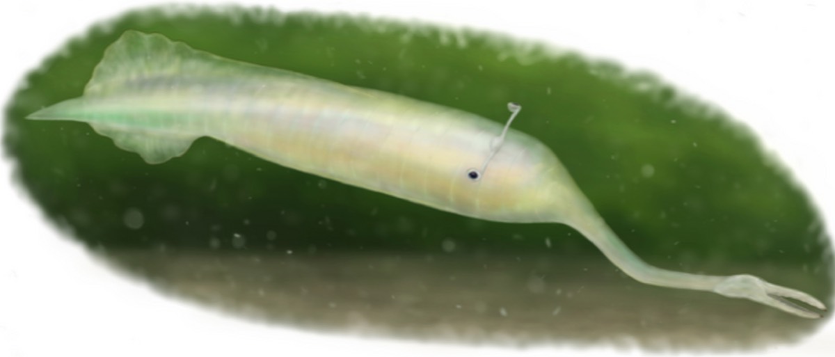Has the “Tully monster” mystery finally been solved after 65 years ...
