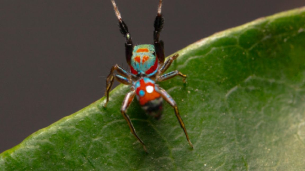 These tiny jumping spiders walk like ants to evade predators - Ars Technica