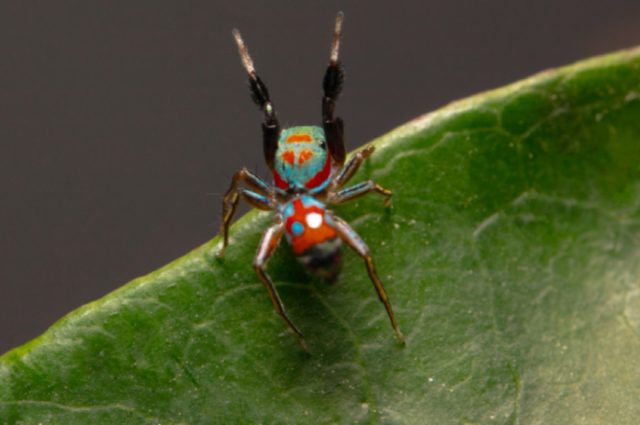 These tiny jumping spiders walk like ants to evade predators - Ars Technica