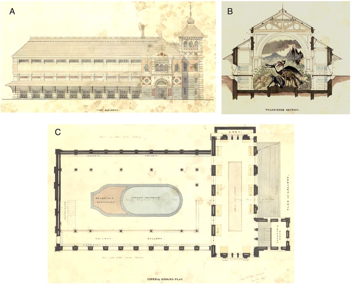 The real culprit behind the 1871 vandalism of the Paleozoic Museum in ...