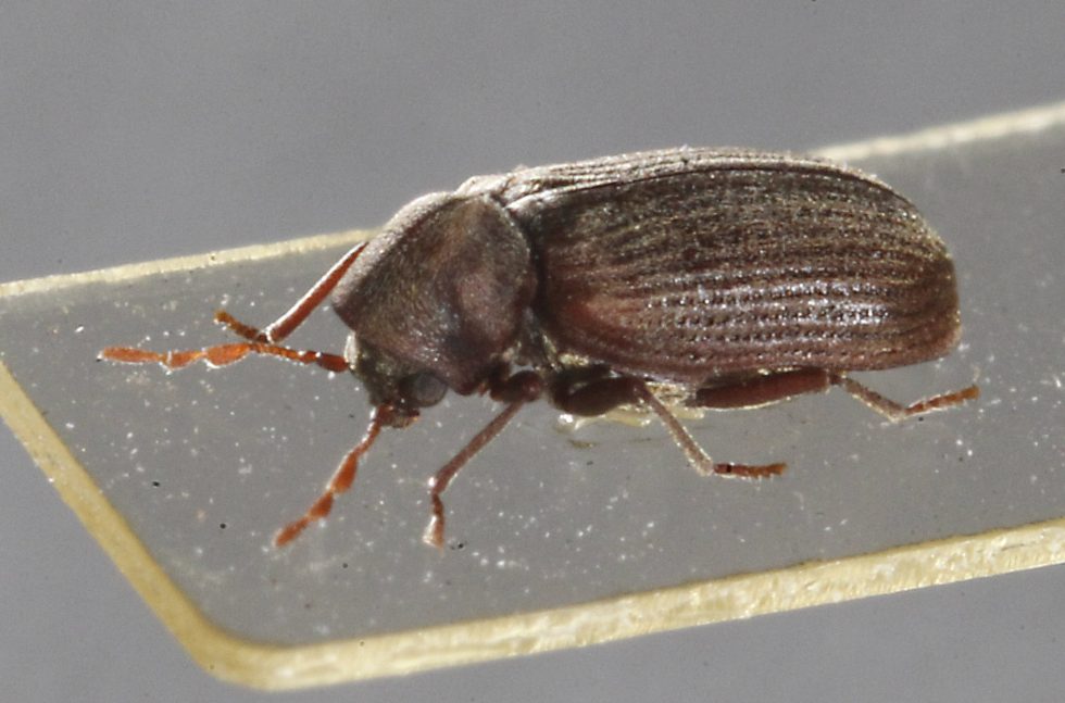 Couple develops rare disease after beetles eating their furniture get ...