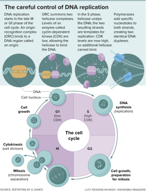 Clever DNA tricks - Ars Technica
