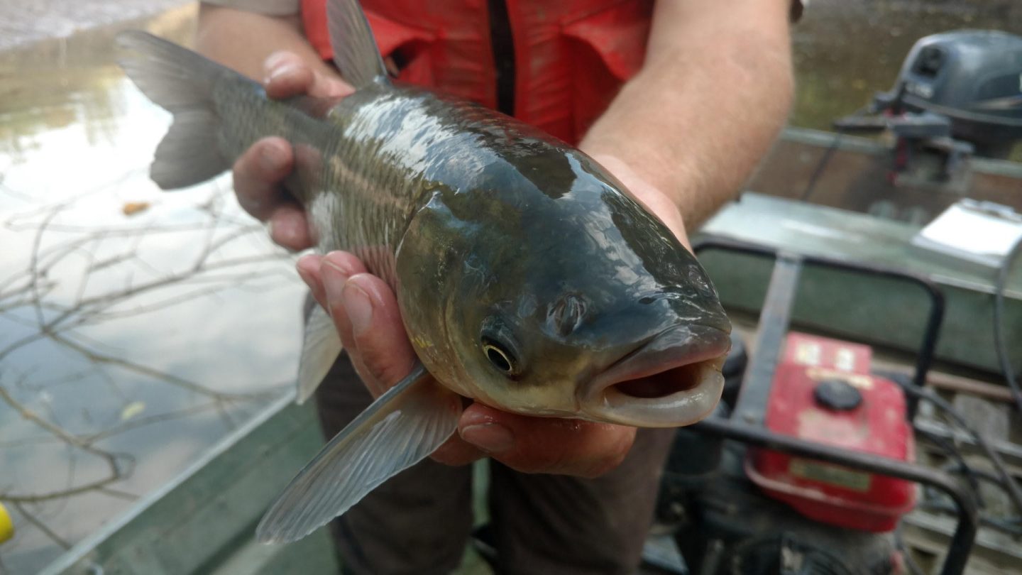 Inside the battle to build a $1.2 billion fish barricade - Ars Technica