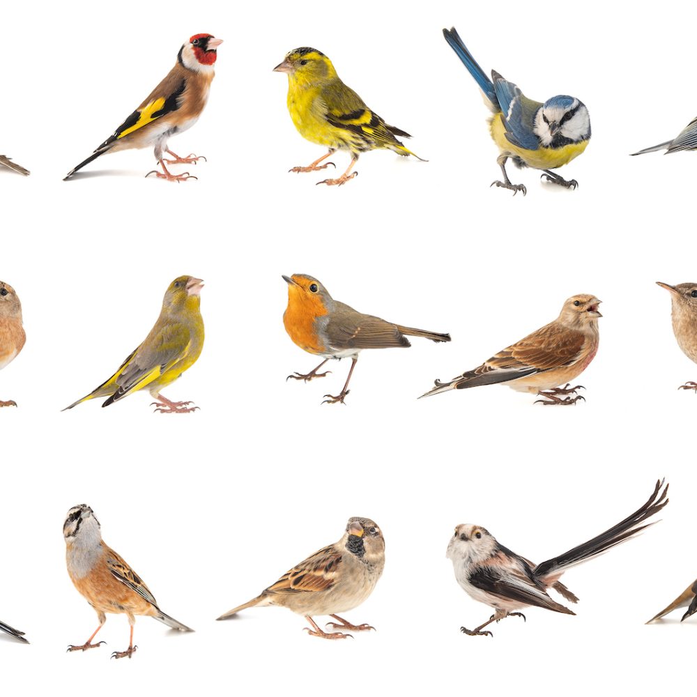 Tag: anthropogenic climate change - Ars Technica