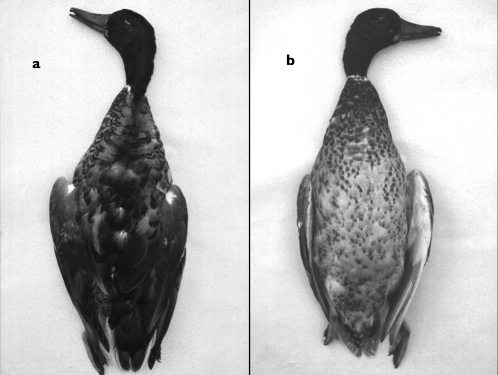 “Dead Duck Day” marks that time a scientist witnessed gay duck ...