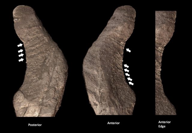 Homo naledi were burying their dead at least 100,000 years before ...