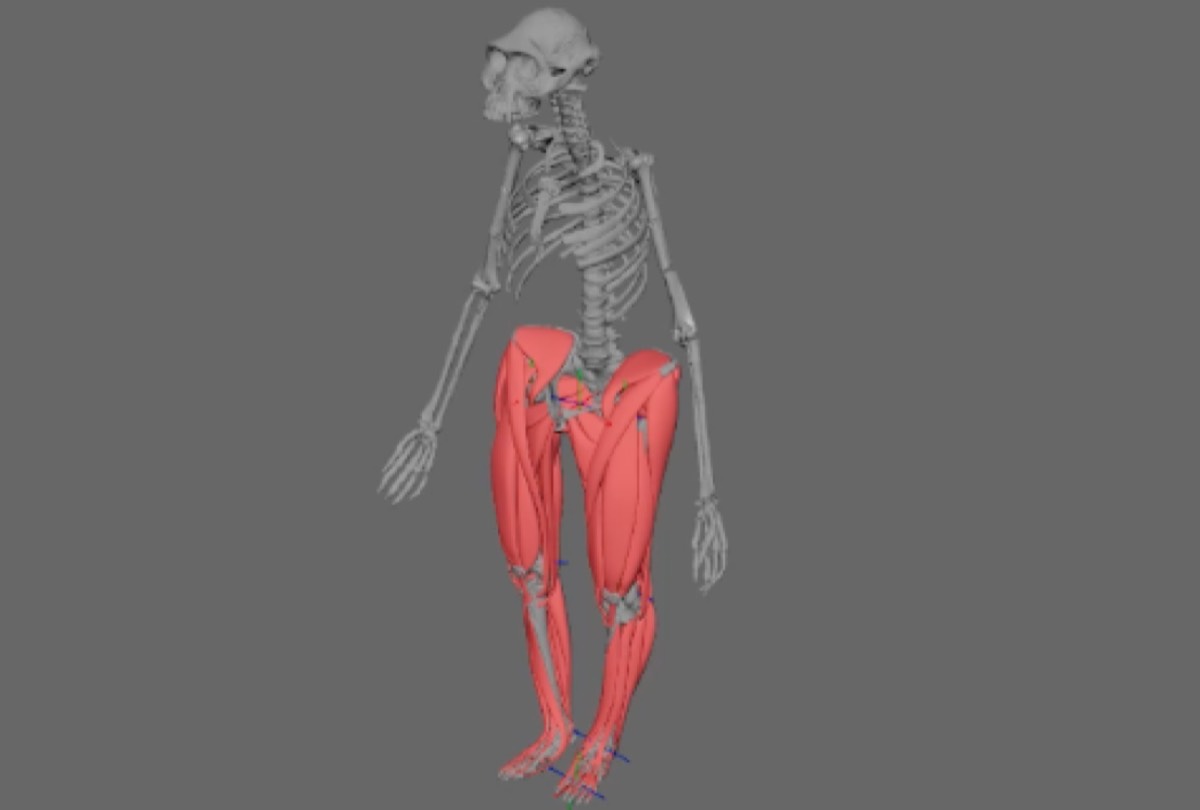 3D muscle reconstruction shows 3.2 million-year-old “Lucy” walked upright - Ars Technica