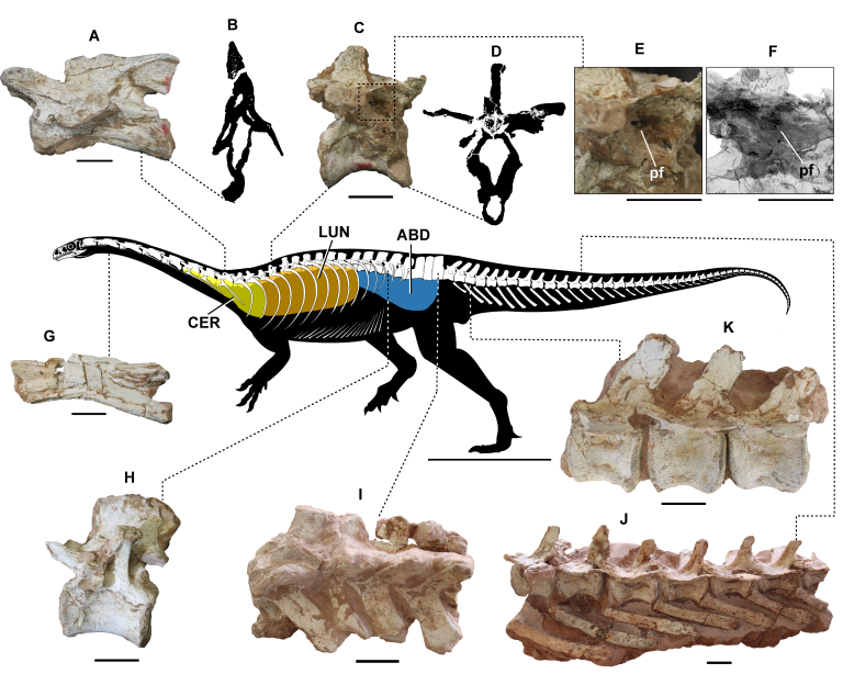 Dinosaurs and the evolution of breathing through bones - Ars Technica