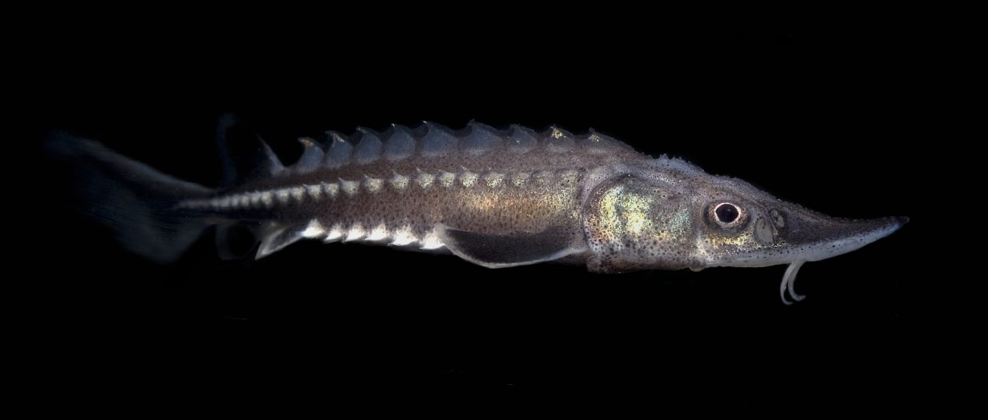 The armor of armored fish started out as part of the nervous system ...