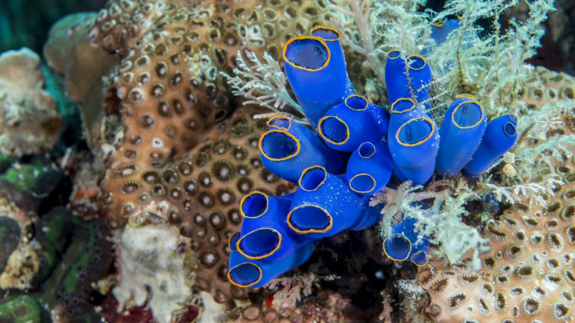 Bizarre ancient sea creature brings evolution mystery to the surface - Ars Technica