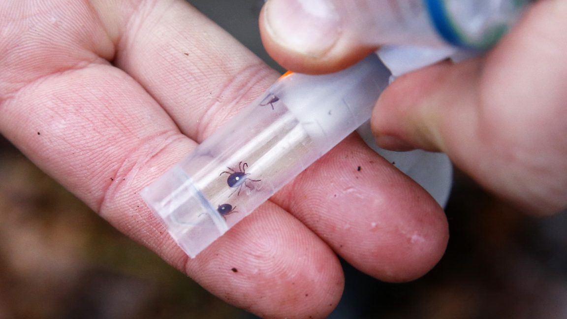 Meat allergy from tick bites is on the rise—and US doctors are in the ...