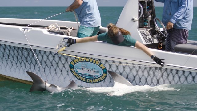 It’s crafty, fish-stealing sharks vs. anglers in NatGeo’s Bull Shark ...