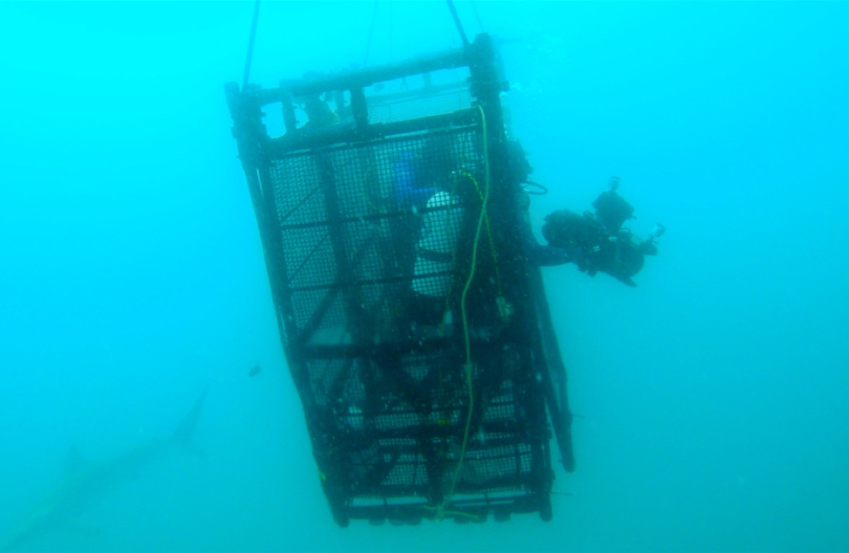 It’s crafty, fish-stealing sharks vs. anglers in NatGeo’s Bull Shark ...