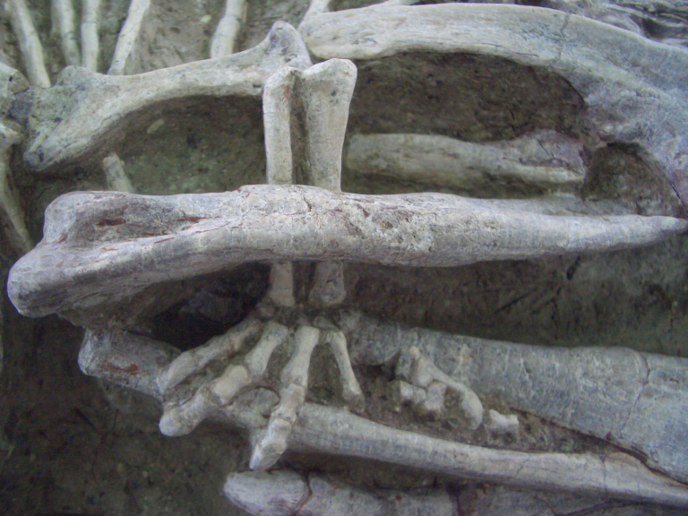 Caught in the act: Mammal found with teeth sunk in a much larger ...