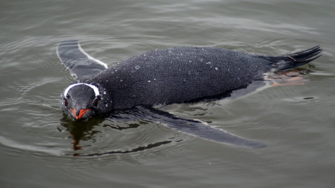 The physics of how gentoo penguins can swim speedily underwater - Ars ...