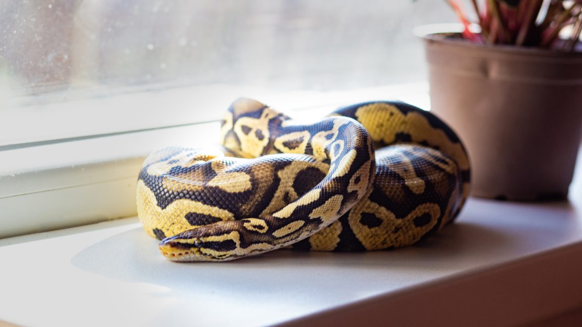 Excel Gets Containerized Cloud Based Python Analytics And Visualization Powers Ars Technica