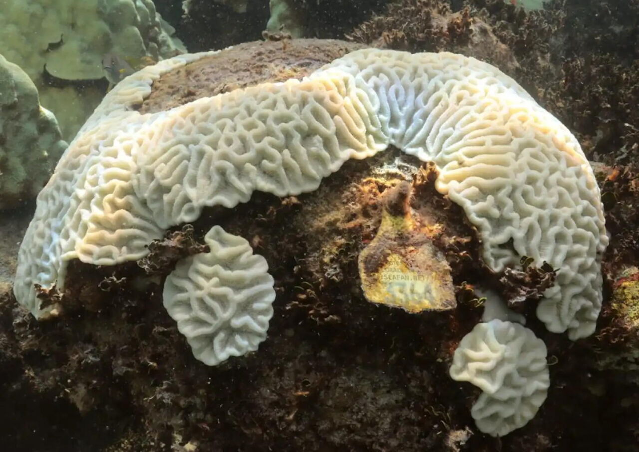 The race to save Florida’s coral reef from hot ocean waters | Ars Technica