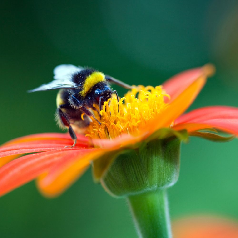 Tag: pollination - Ars Technica