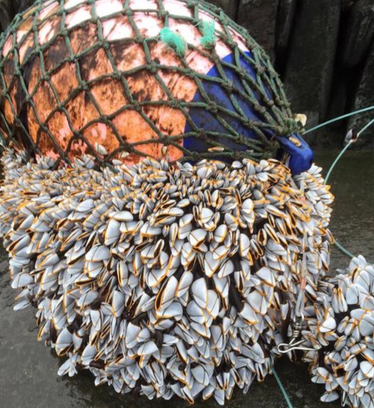 Barnacles could hold key to finding wreckage of Malaysia Airlines MH370 ...