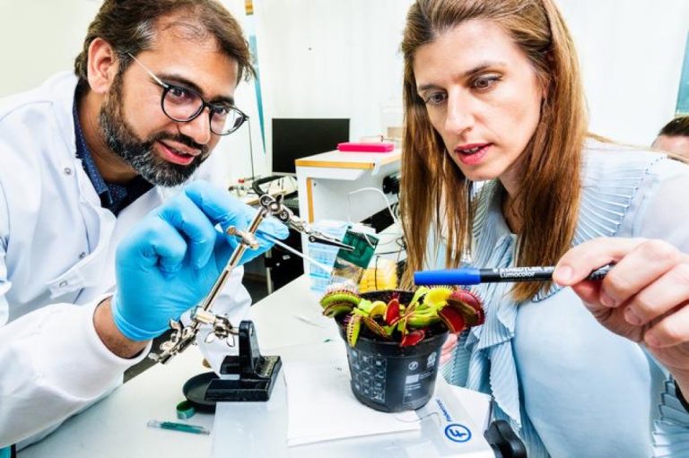 This bioelectronic device lets scientists map electrical signals of the ...