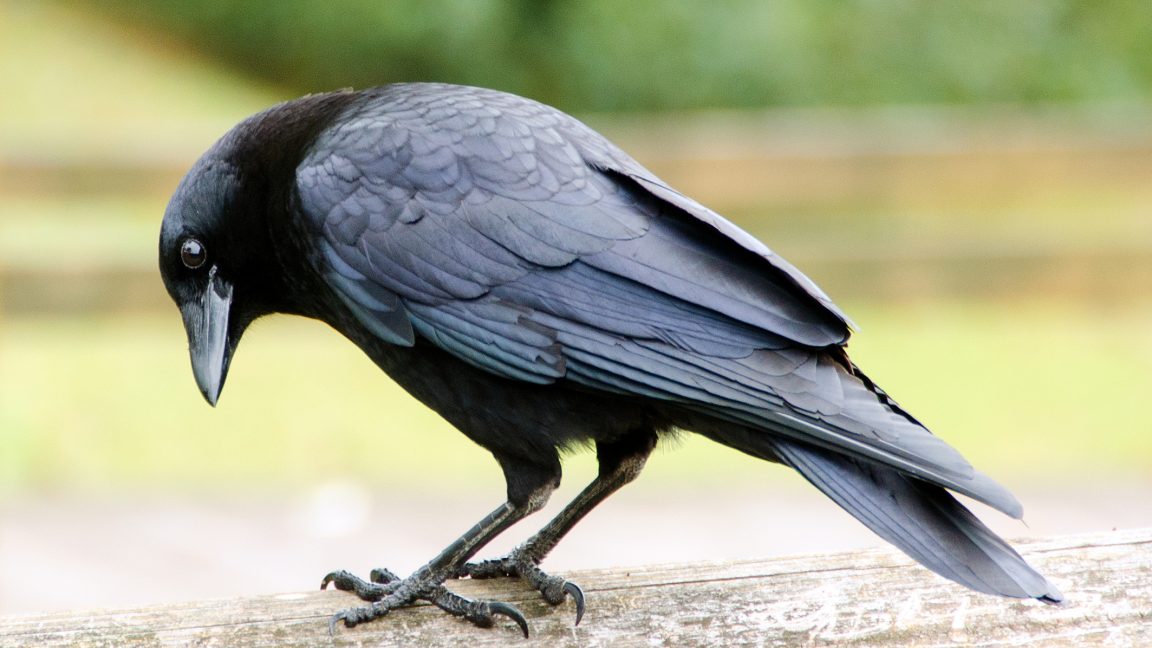 For the first time, research reveals crows use statistical logic - Ars ...