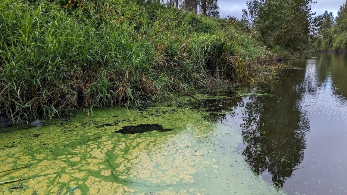 Toxic algae blooms are the new normal as CO2 levels keep rising - Ars Technica