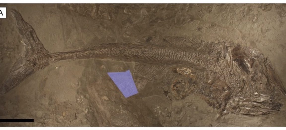 Fish’s big mistake preserved an unusual fossil for us - Ars Technica