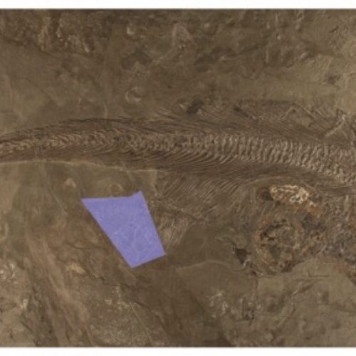 Tag: fossils - Ars Technica