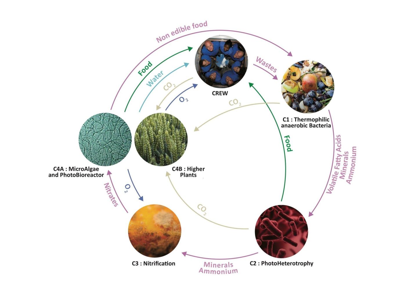 What would it take to build a self-sustaining astronaut ecosystem on ...